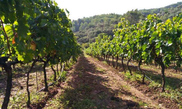 Mallorca Wine Guide: Vineyards, Wineries and Wines