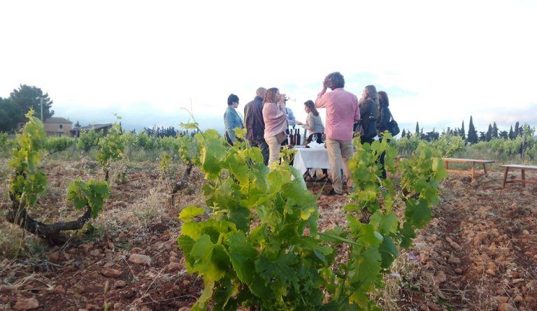 Mallorca Wine Guide: Vineyards, Wineries and Wines